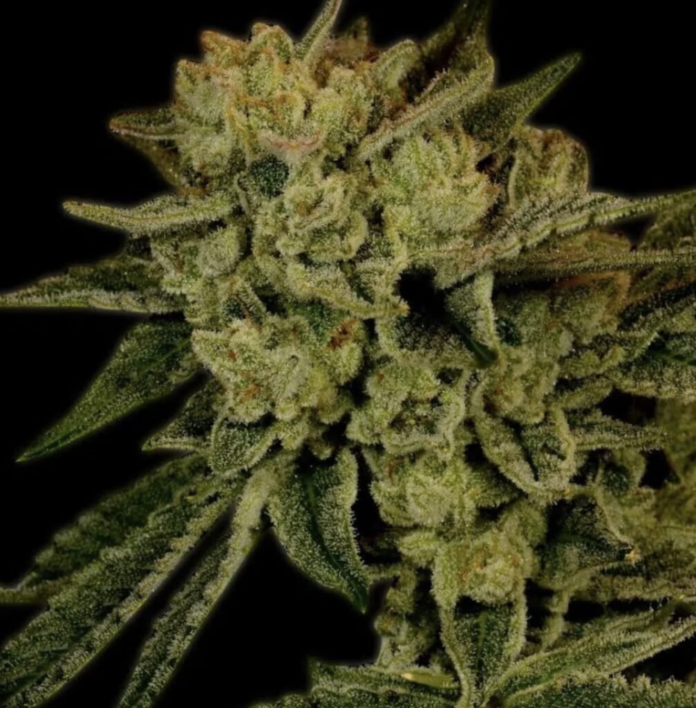 Samurai Squirrel Seeds 5ct/ Acapulco Gold Autoflower – thcvapehouse.com